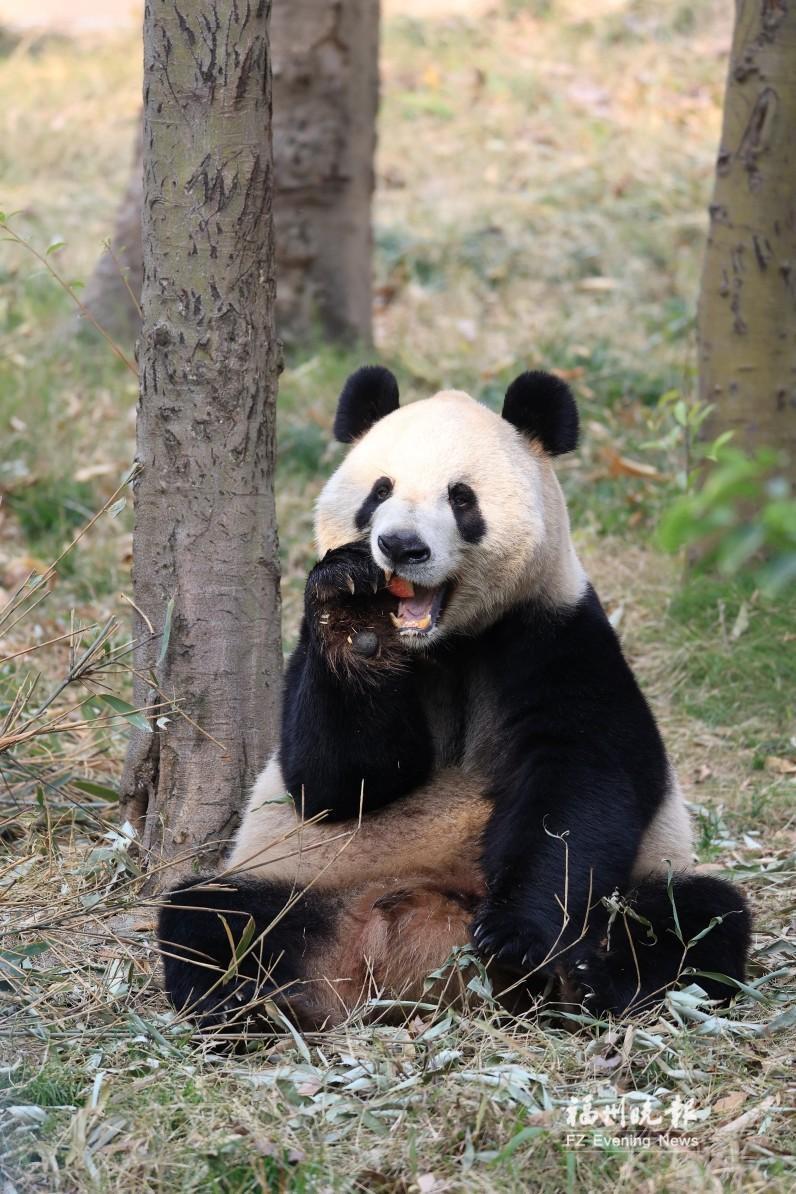 “国宝天团”入住福州熊猫世界_福州_新闻频道_福州新闻网